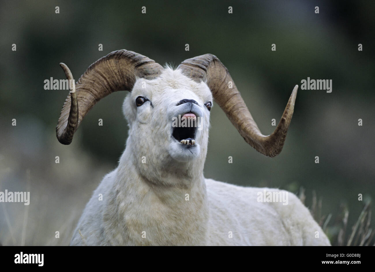 Portrait of a Dall Sheep ram yawning Stock Photo - Alamy