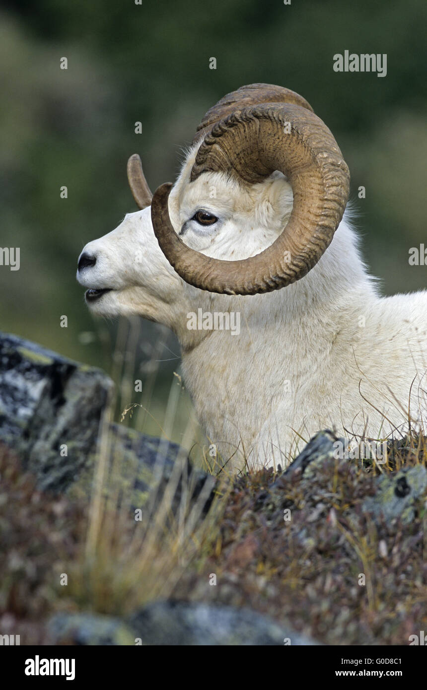 Dallschafe hi-res stock photography and images - Alamy