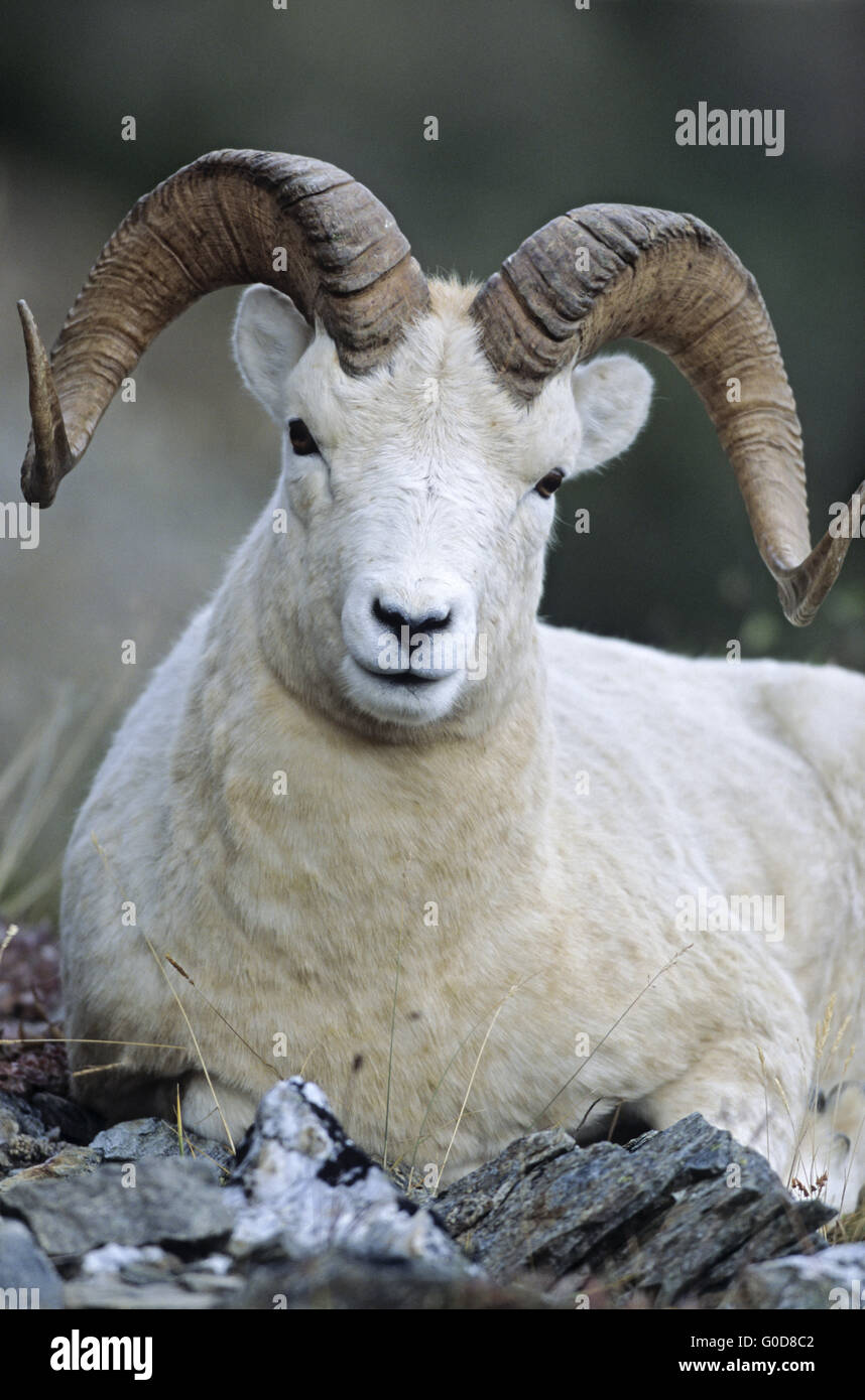 Portrait of a Dall Sheep ram Stock Photo - Alamy