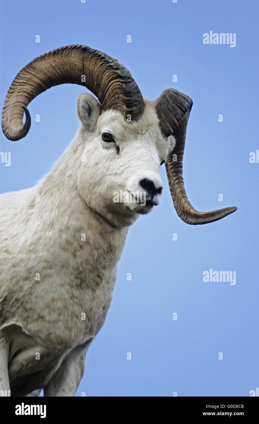Ram dall sheep hi-res stock photography and images - Alamy