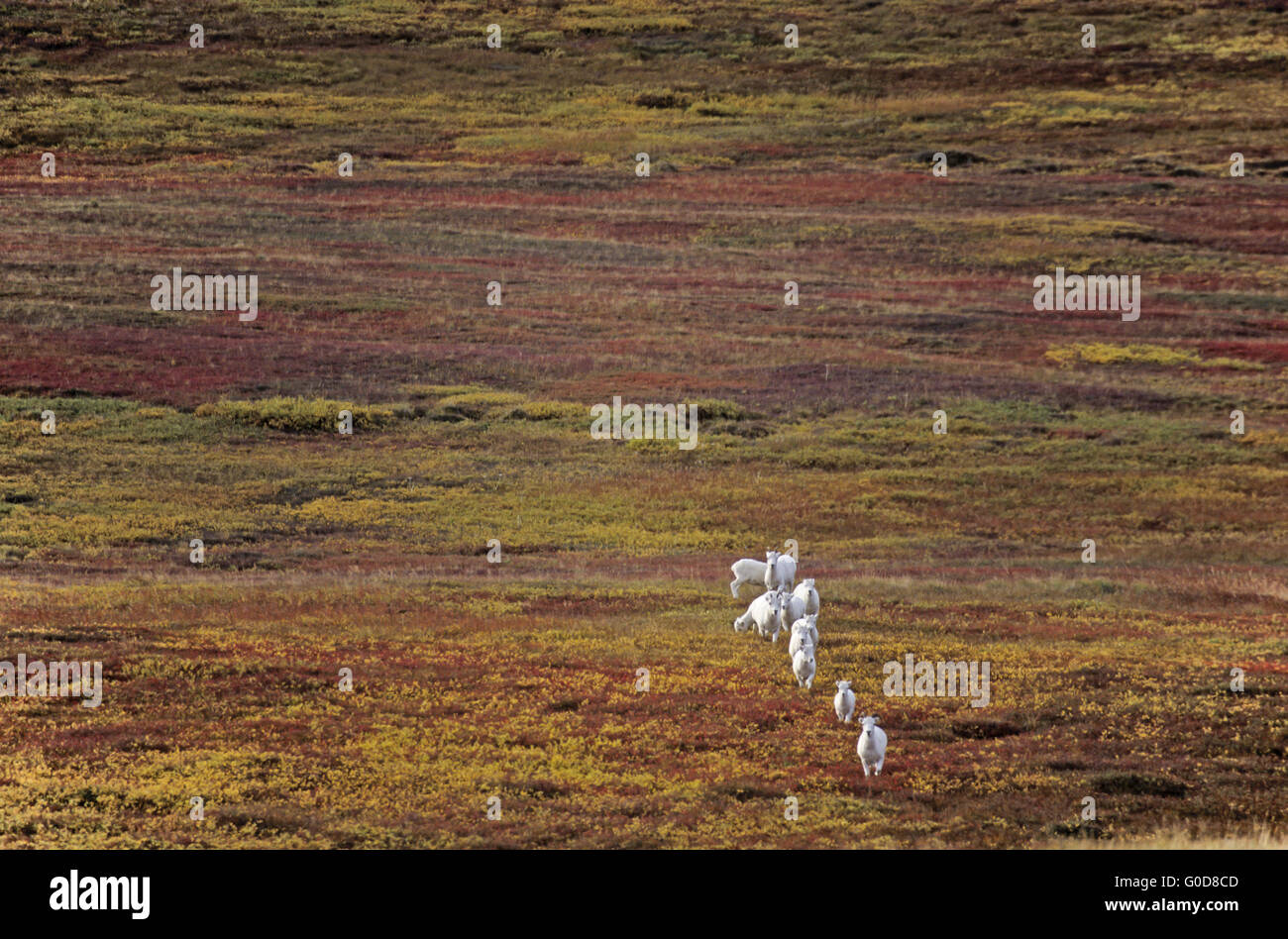 Dall Sheep ewes and lambs in the tundra Stock Photo - Alamy