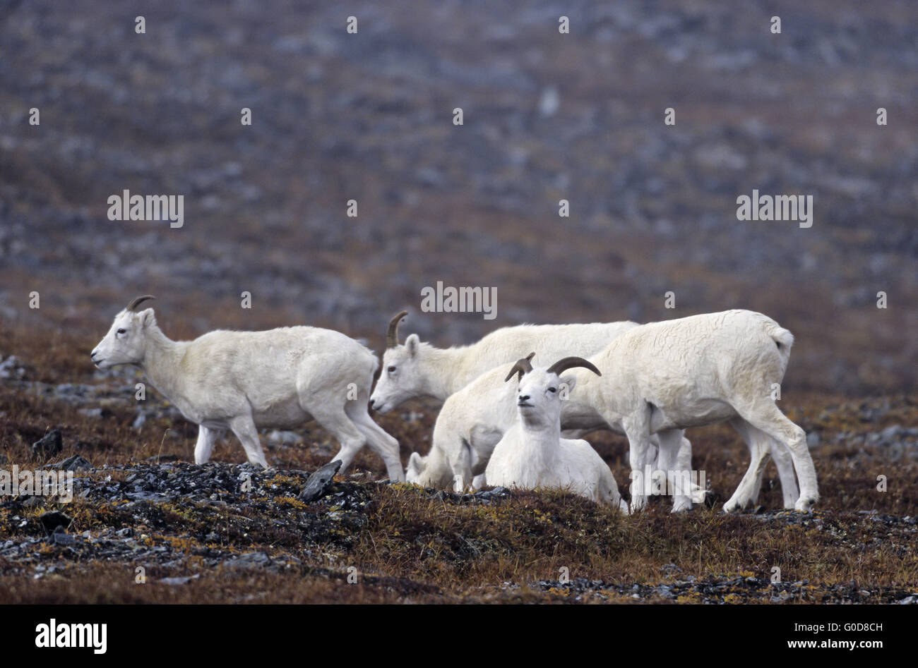 Dall Sheep ewes and lambs in the tundra Stock Photo - Alamy