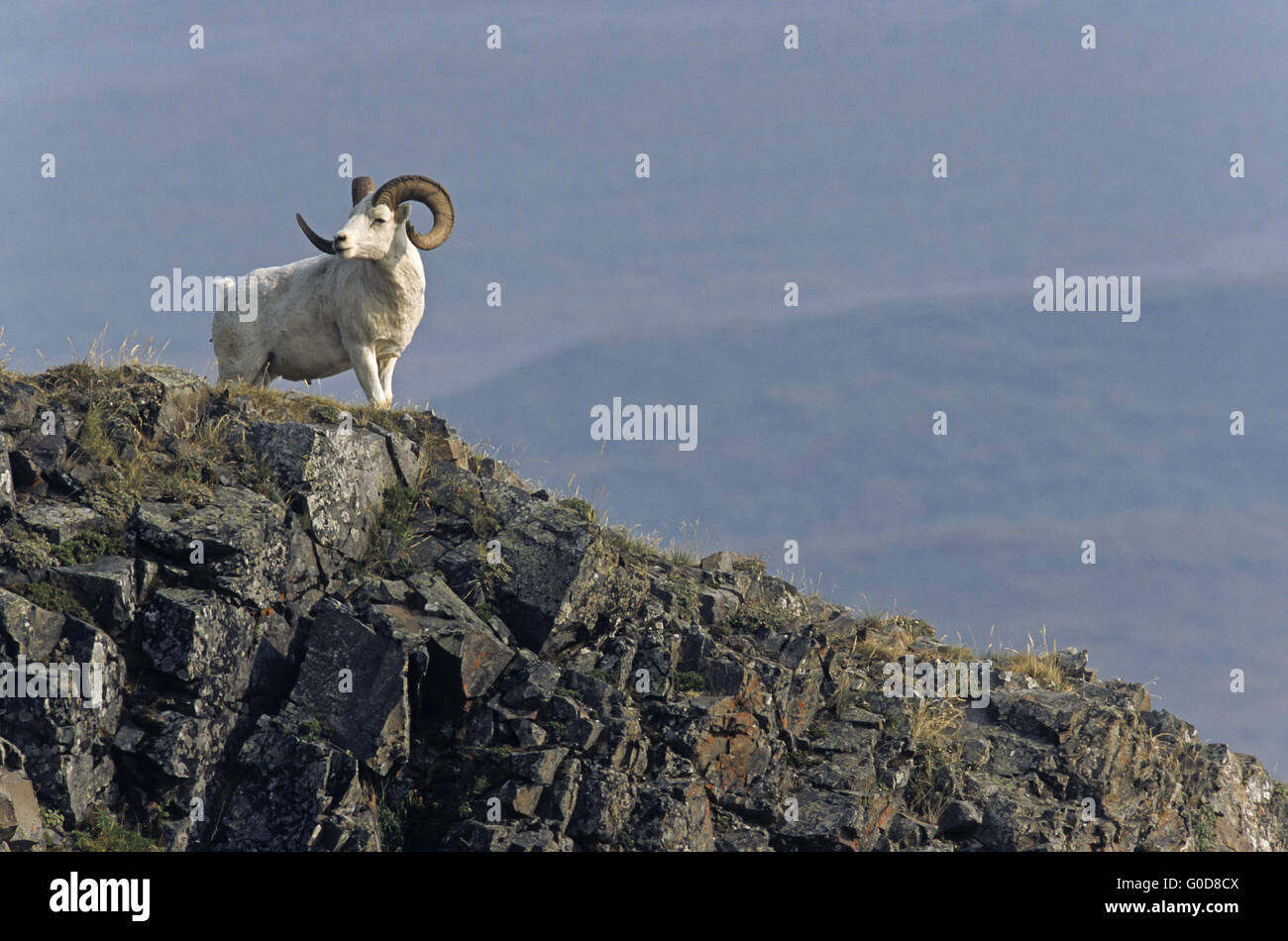 Dall sheep ram hi-res stock photography and images - Alamy