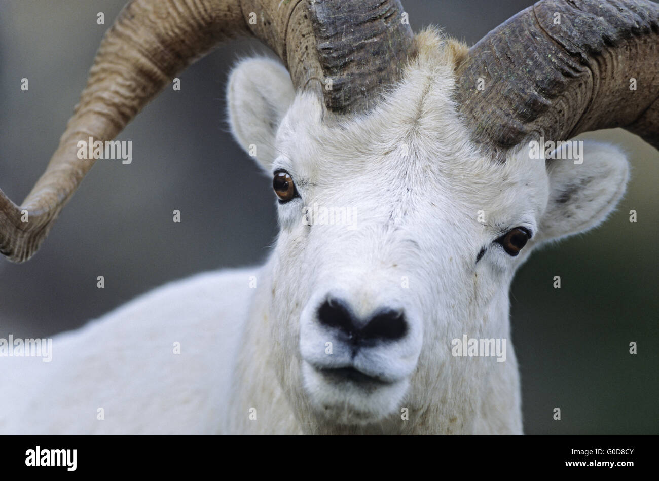Portrait of a Dall Sheep ram Stock Photo - Alamy