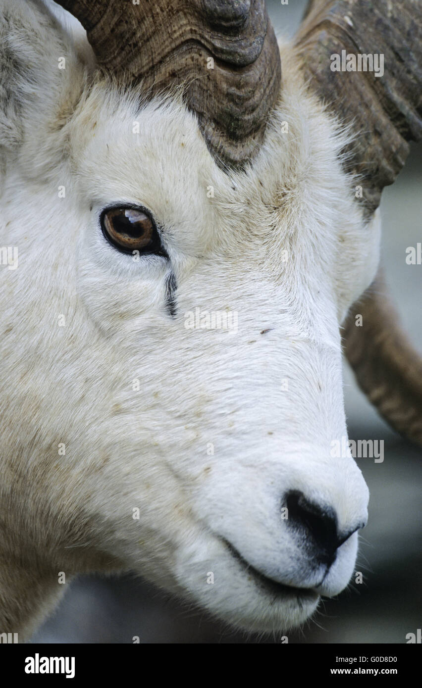 Portrait of a Dall Sheep ram Stock Photo - Alamy