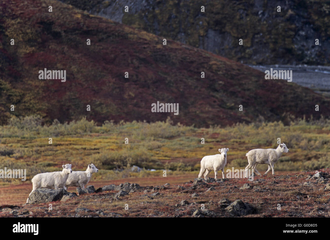 Dall Sheep ewes and lambs in the tundra Stock Photo - Alamy