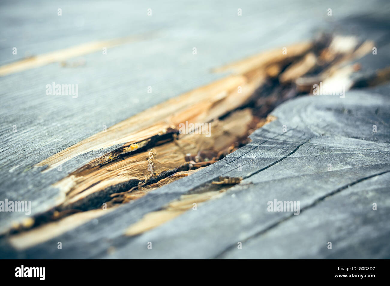 Wood splinters destroyed not splintered hi-res stock photography and ...