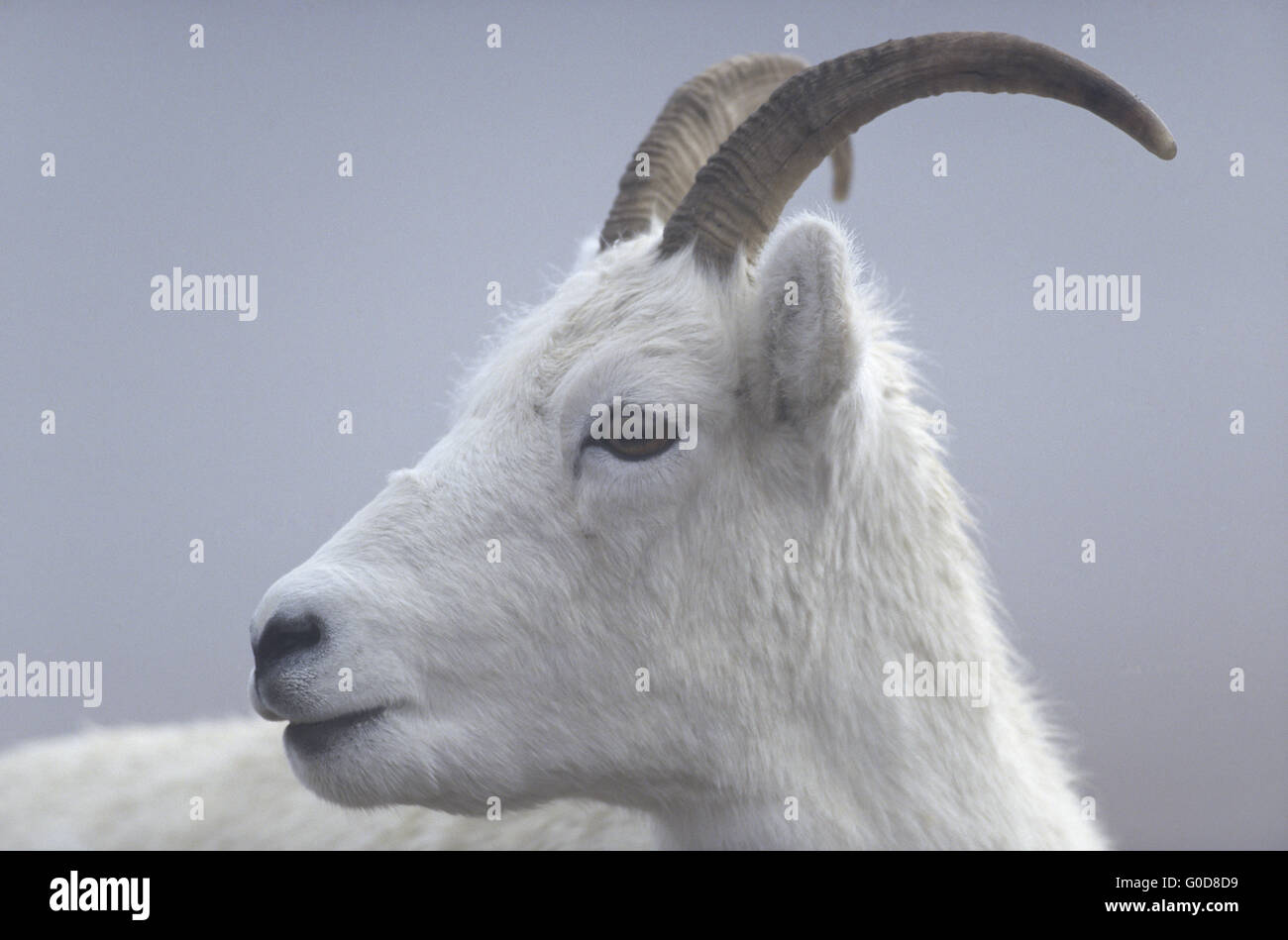 Primrose ridge denali national park hi-res stock photography and images ...