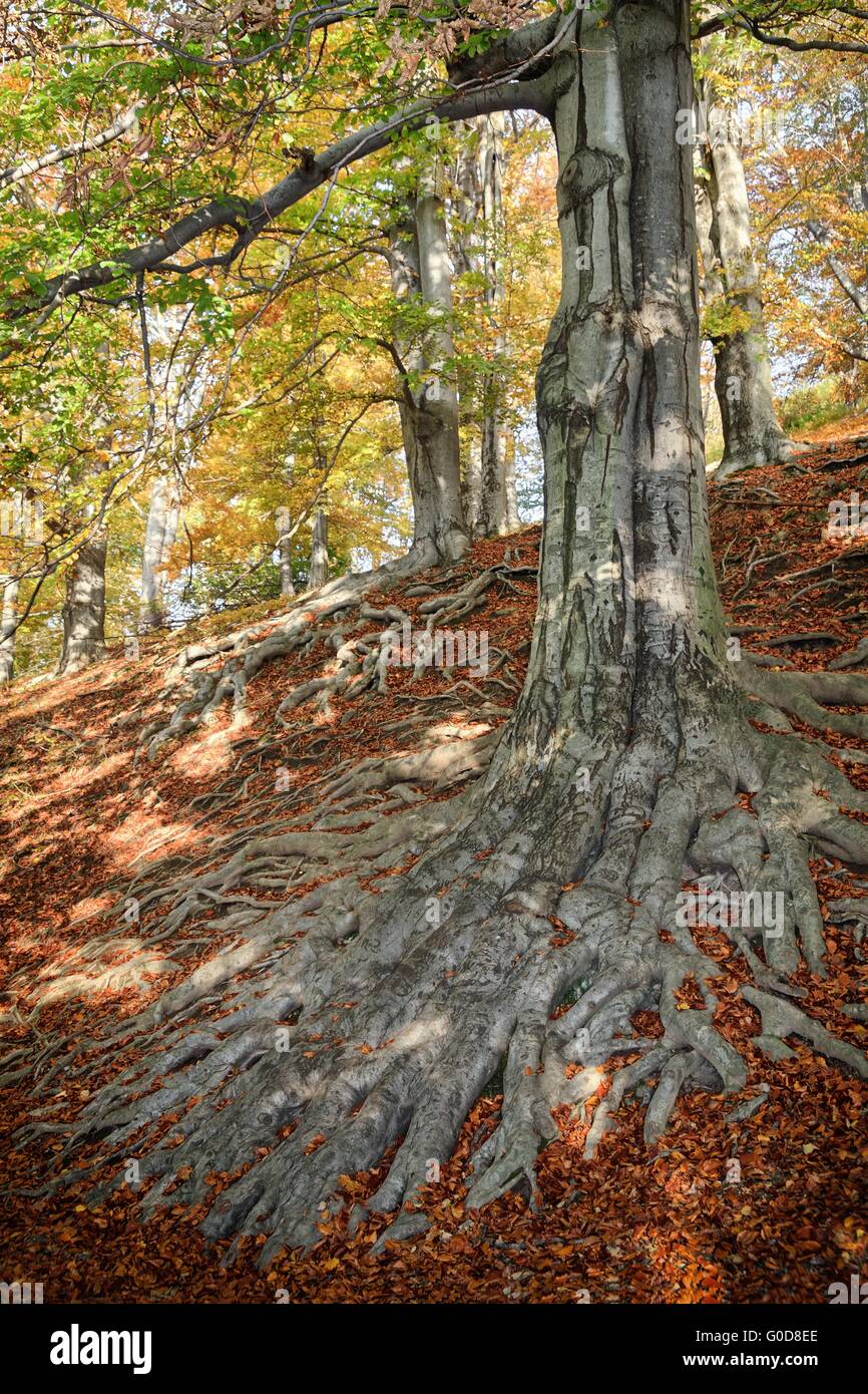 Big old beech on hi-res stock photography and images - Alamy