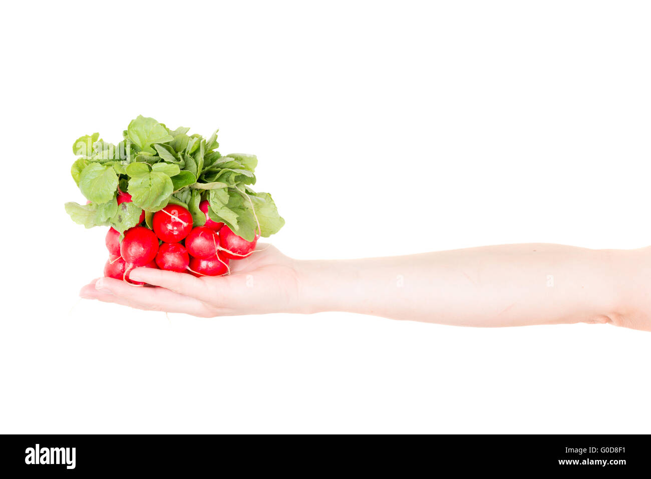 Red radish isolated on white in human hand with copy space Stock Photo ...