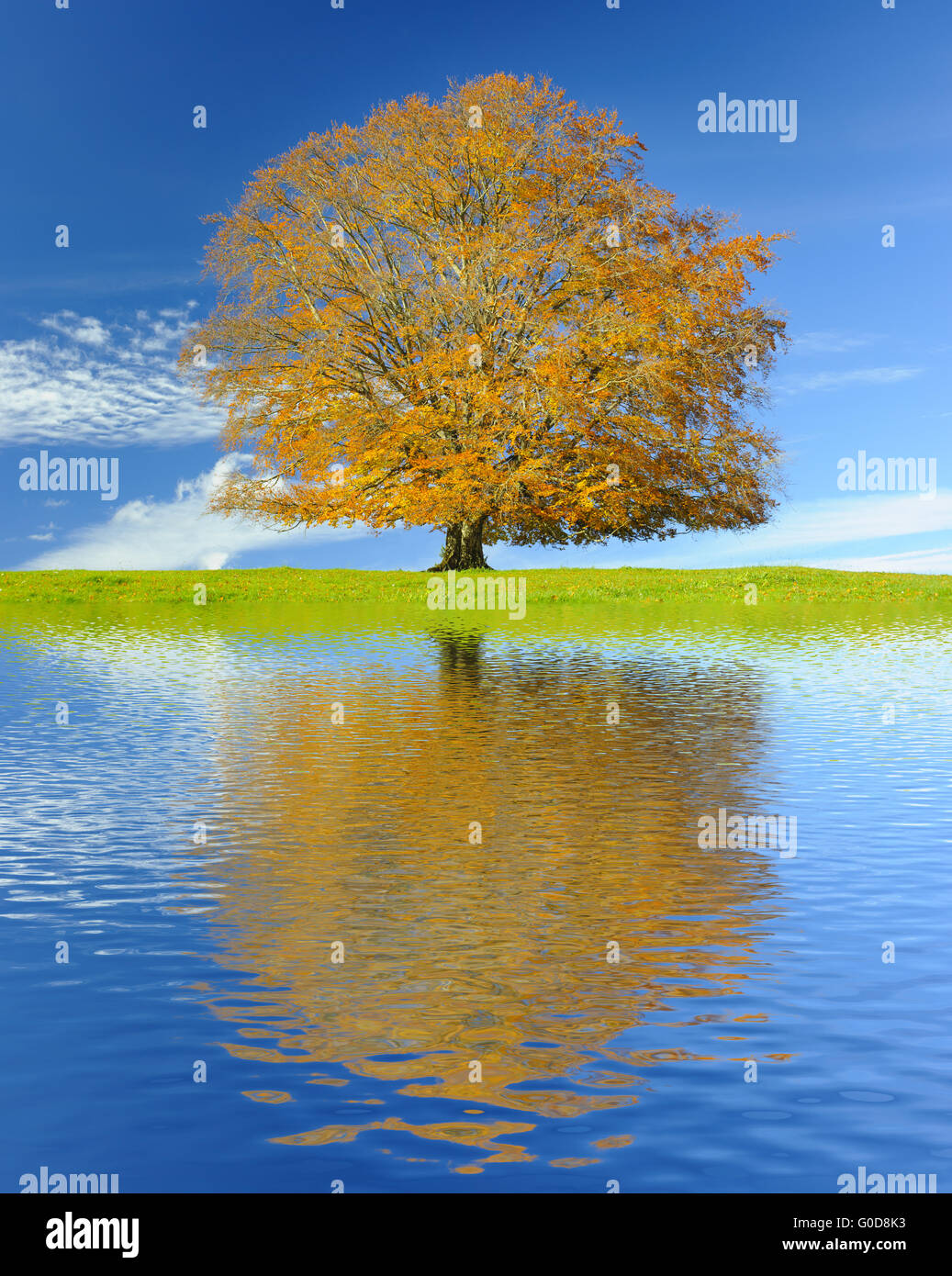 big old beech tree with reflection in lake Stock Photo - Alamy
