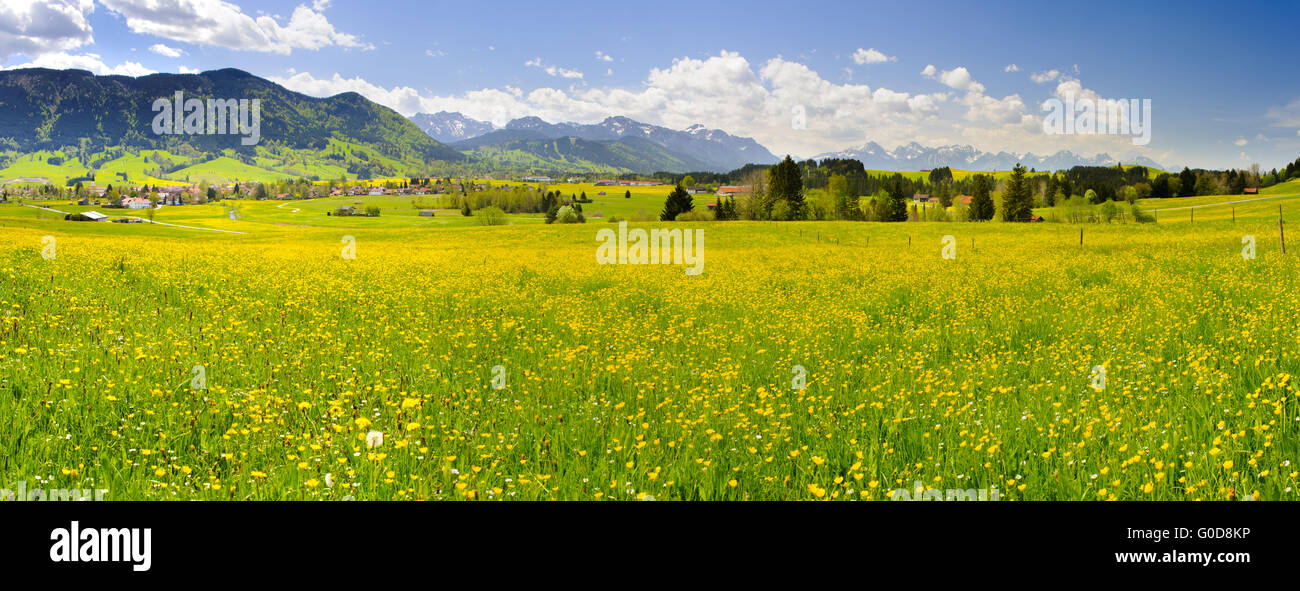 Spring meadow flowers forest germany hi-res stock photography and ...