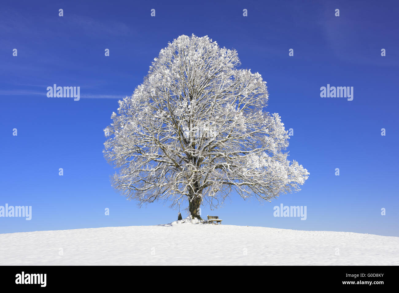 single old linden tree at winter in snow Stock Photo - Alamy
