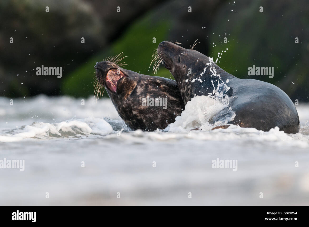 Baltic seals hi-res stock photography and images - Alamy