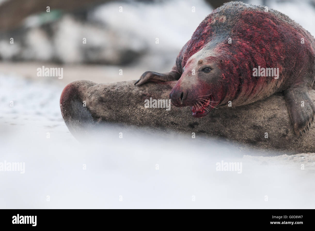Hooked nosed sea pig hi-res stock photography and images - Alamy