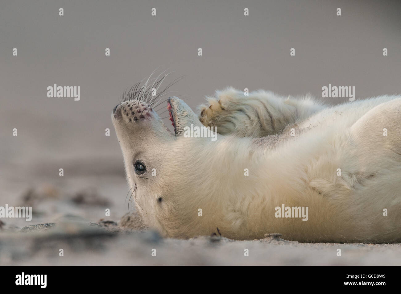 Baltic seal hi-res stock photography and images - Alamy