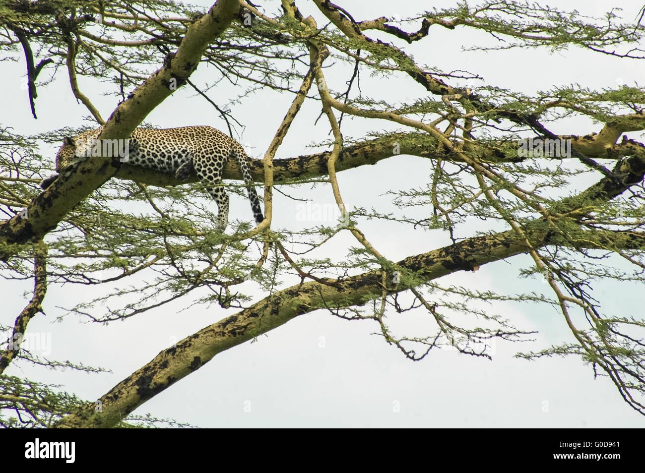 Jaguar on tree Stock Photo - Alamy