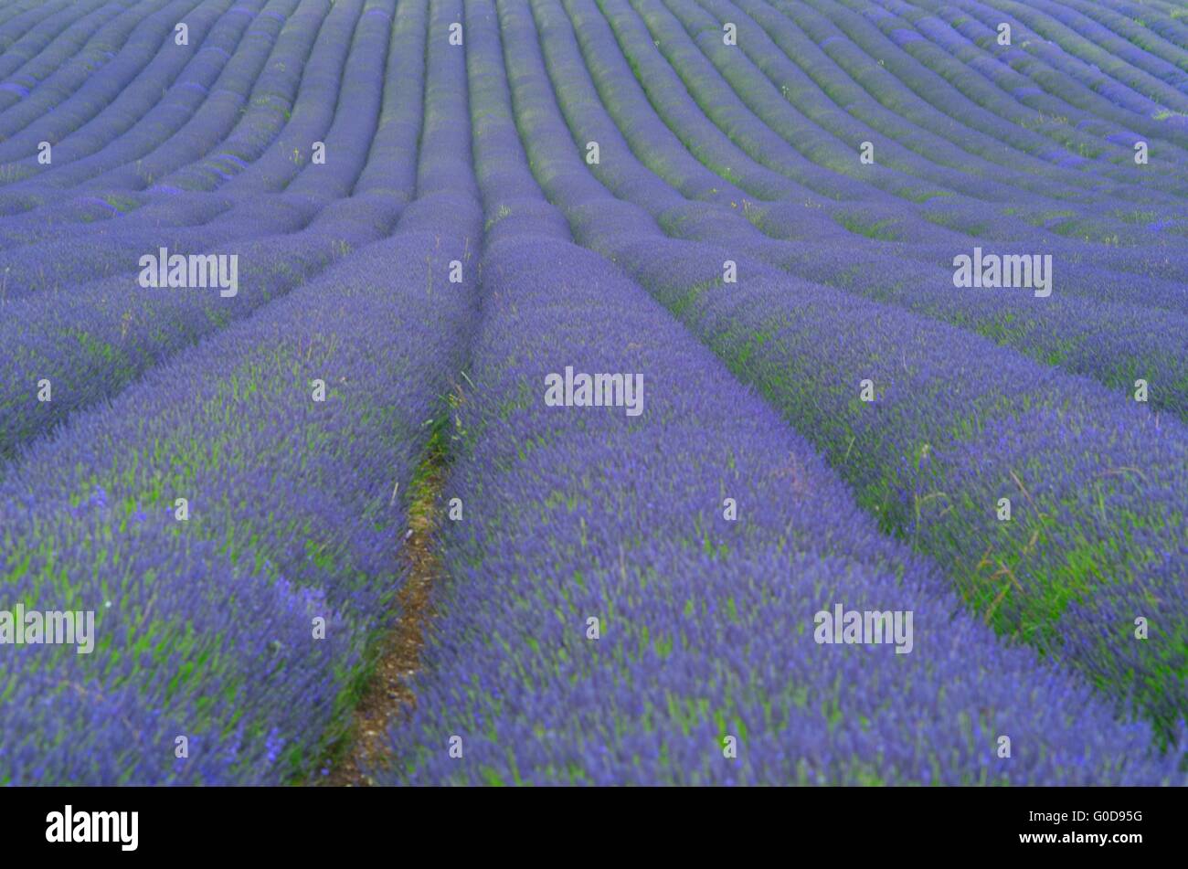 Long Rows of purple lavender Stock Photo - Alamy