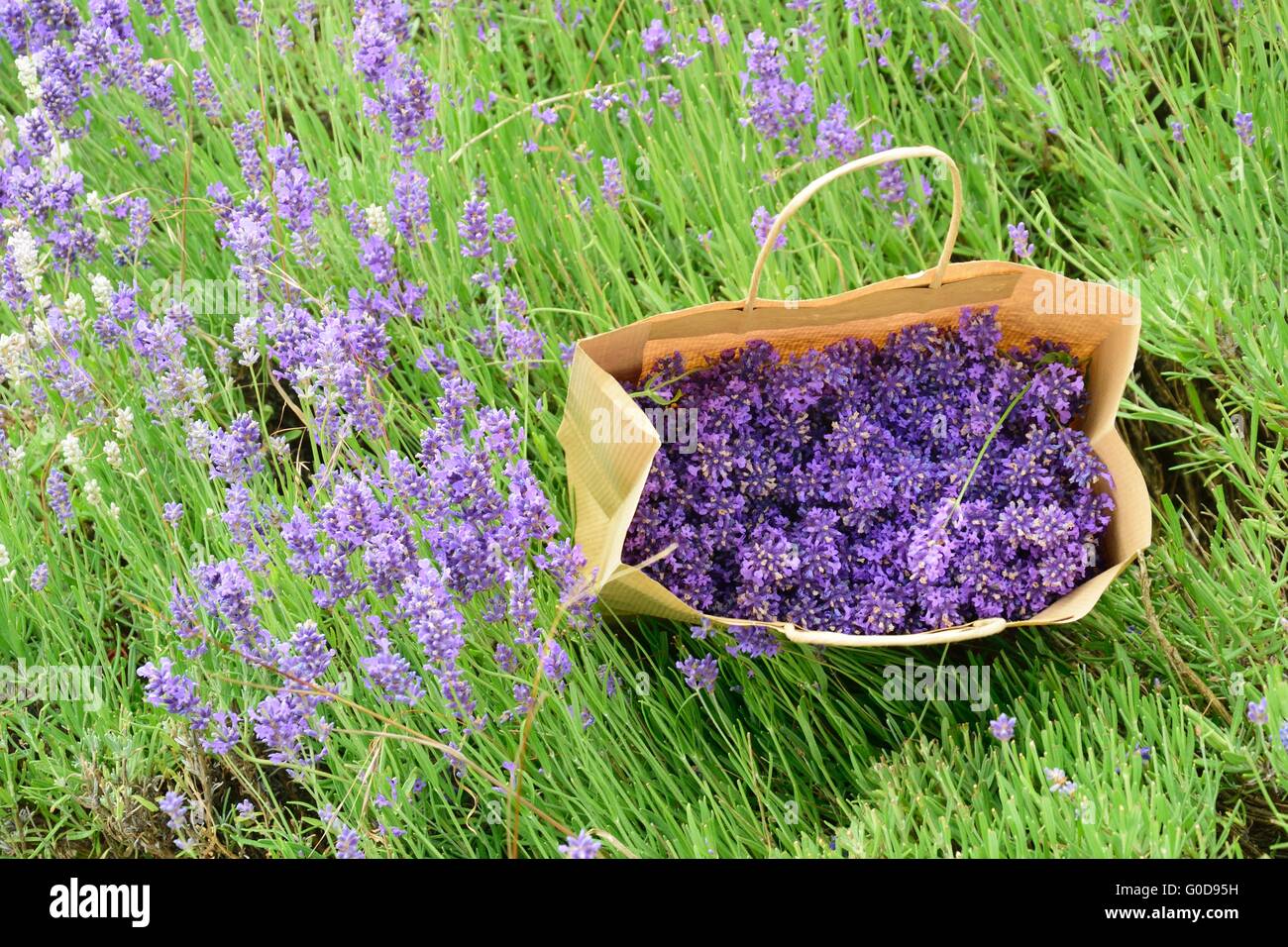Pick lavender hi-res stock photography and images - Alamy