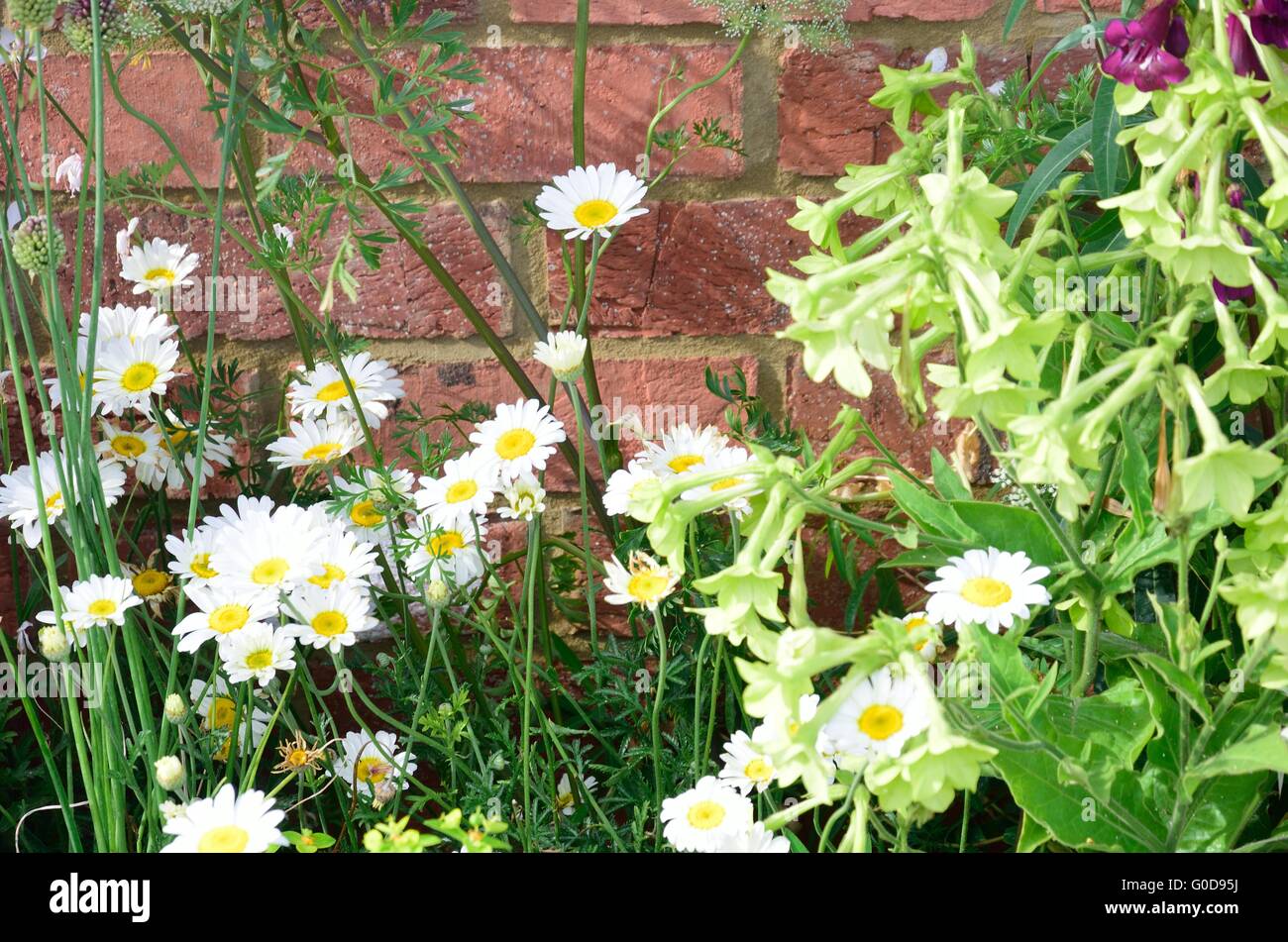 Daises and brick wall Stock Photo - Alamy