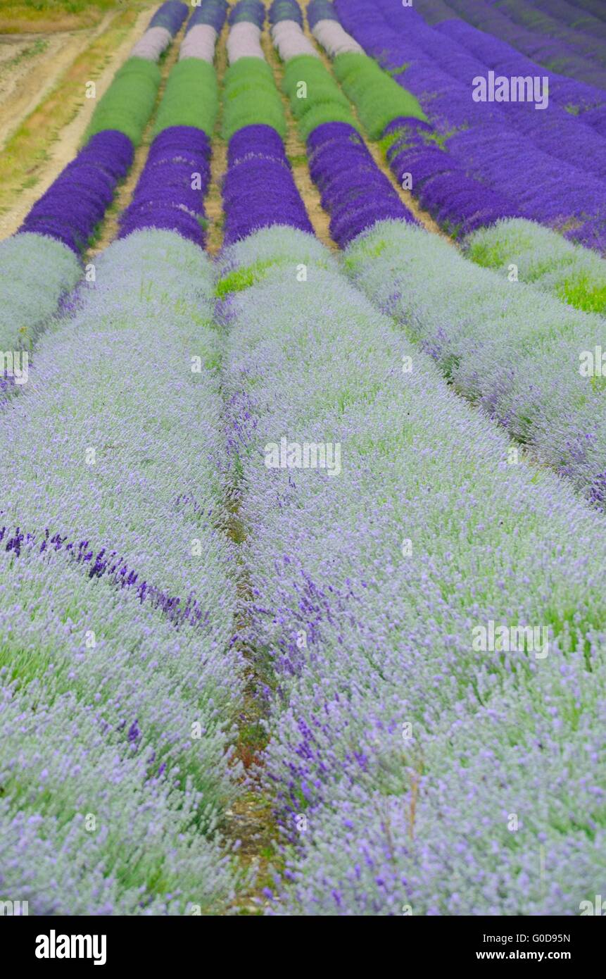 Rows of Lavender in field Stock Photo - Alamy