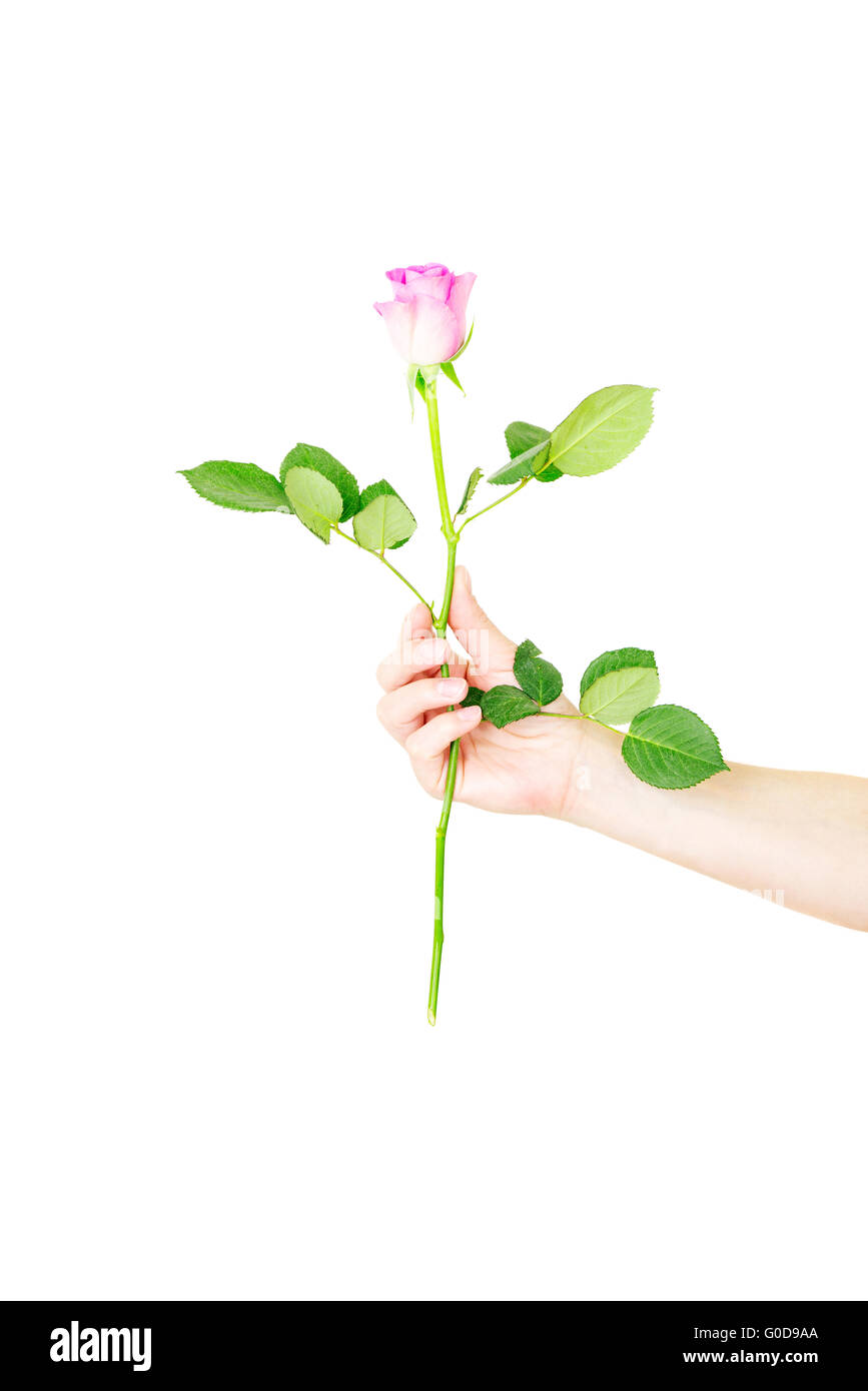 Female hand holding a single red rose isolated Stock Photo - Alamy