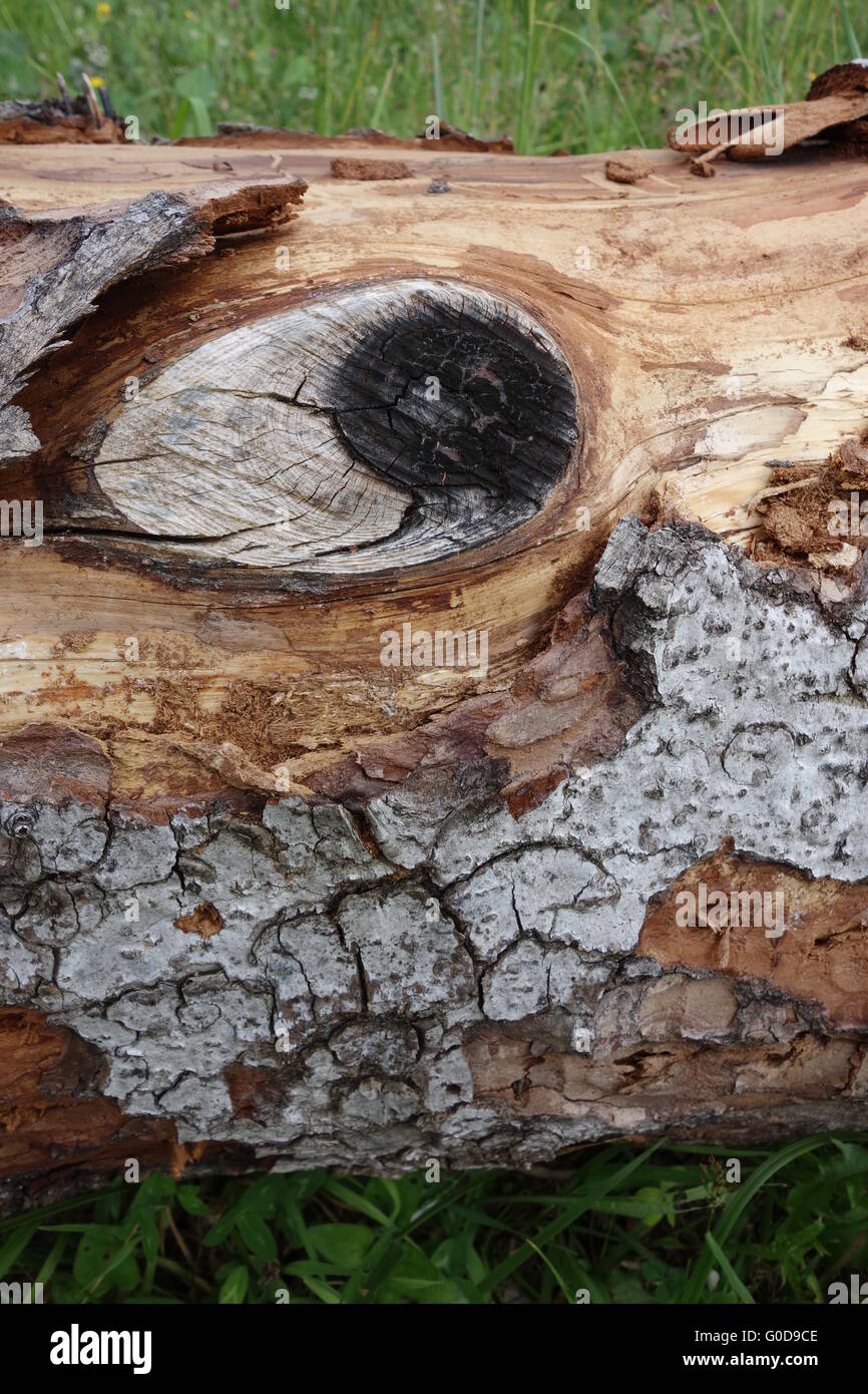 tree with knothole Stock Photo - Alamy