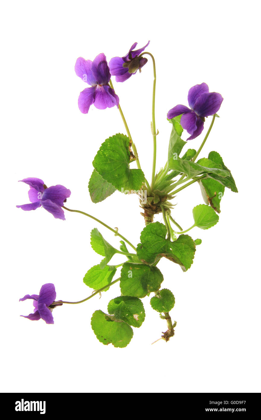 Violet flowering Cut Out Stock Images & Pictures - Alamy