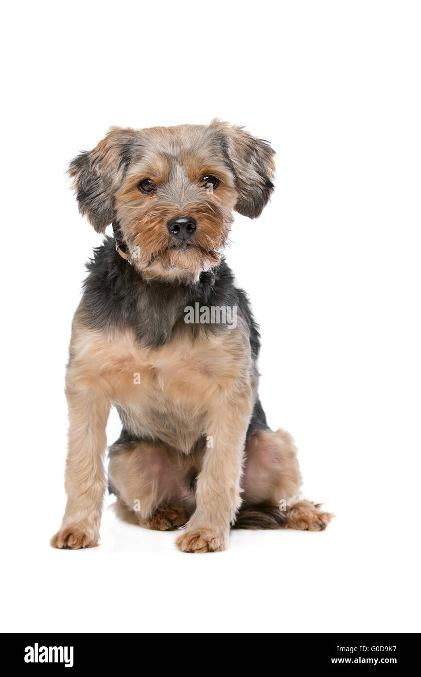 mixed breed Yorkshire Terrier Stock Photo - Alamy
