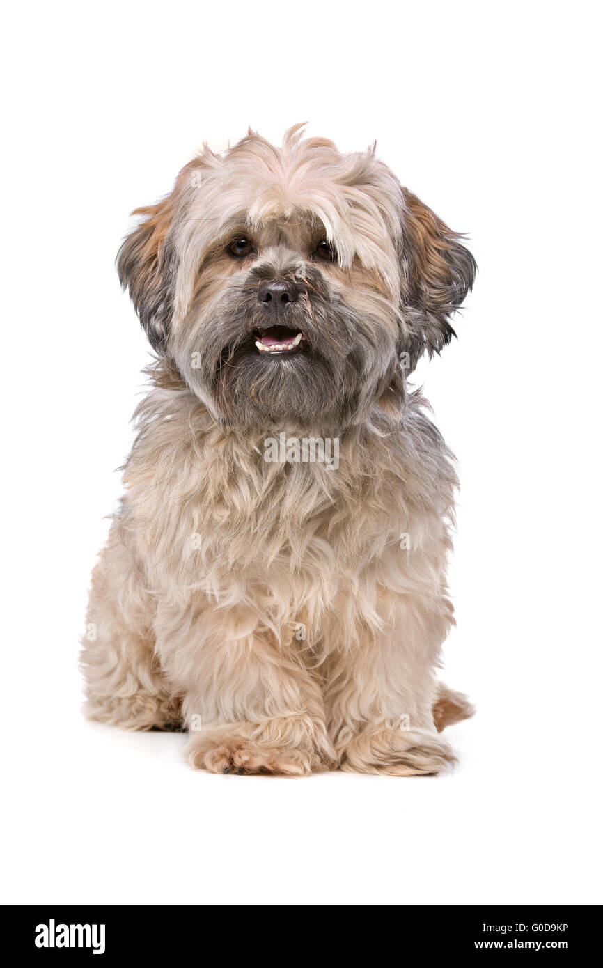 Mixed breed small fluffy dog Stock Photo - Alamy