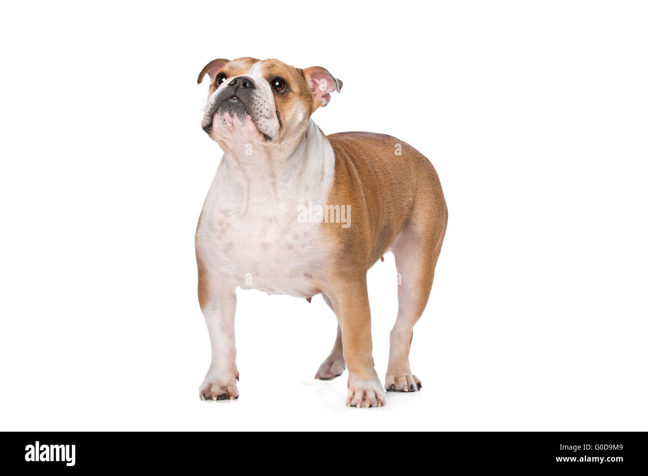 brown and white English Bulldog Stock Photo - Alamy