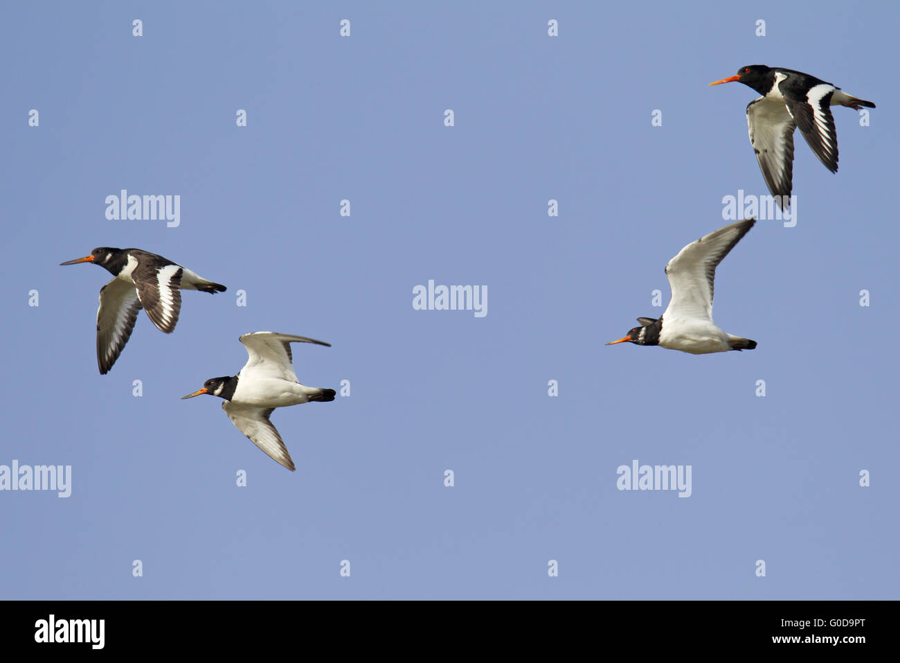 Unmistakable plumage hi-res stock photography and images - Alamy