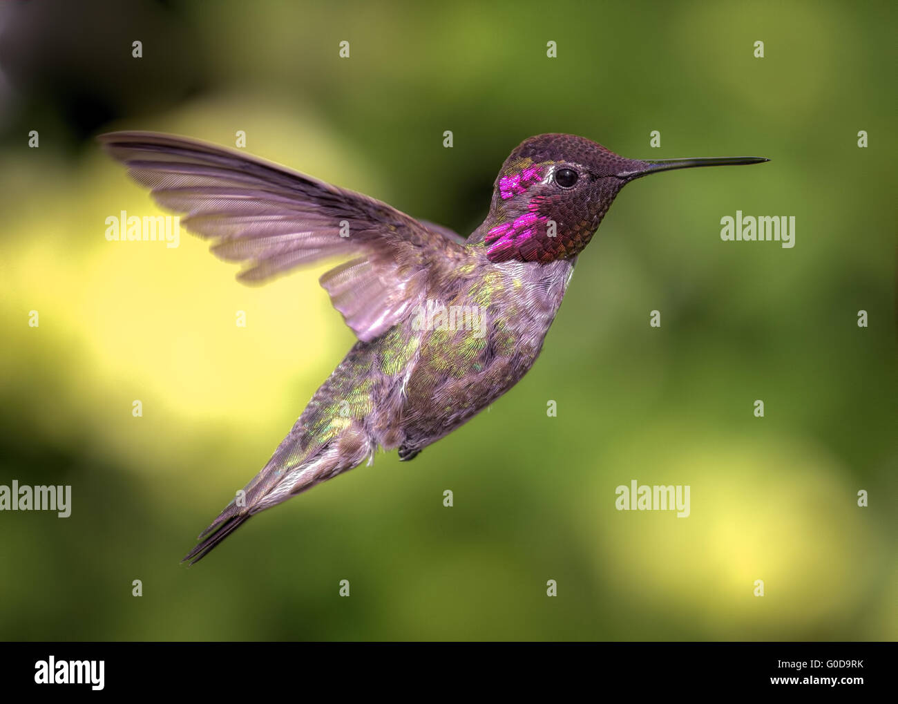 Hummingbird in Flight, Color Image, Day Stock Photo - Alamy