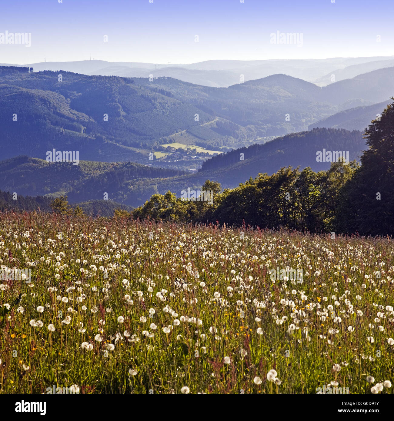 Schomberg hi-res stock photography and images - Alamy