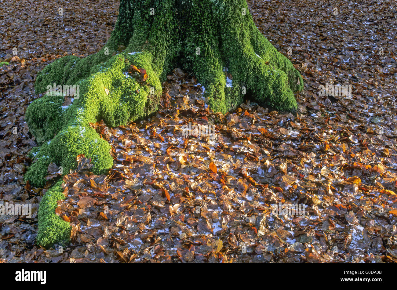 Common beech hi-res stock photography and images - Alamy