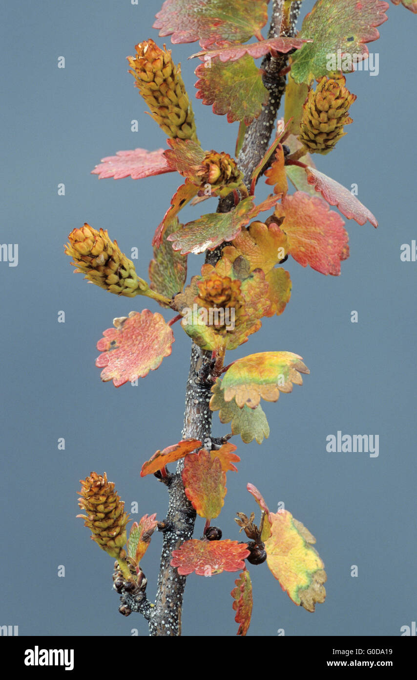 Zwergbirke High Resolution Stock Photography and Images - Alamy