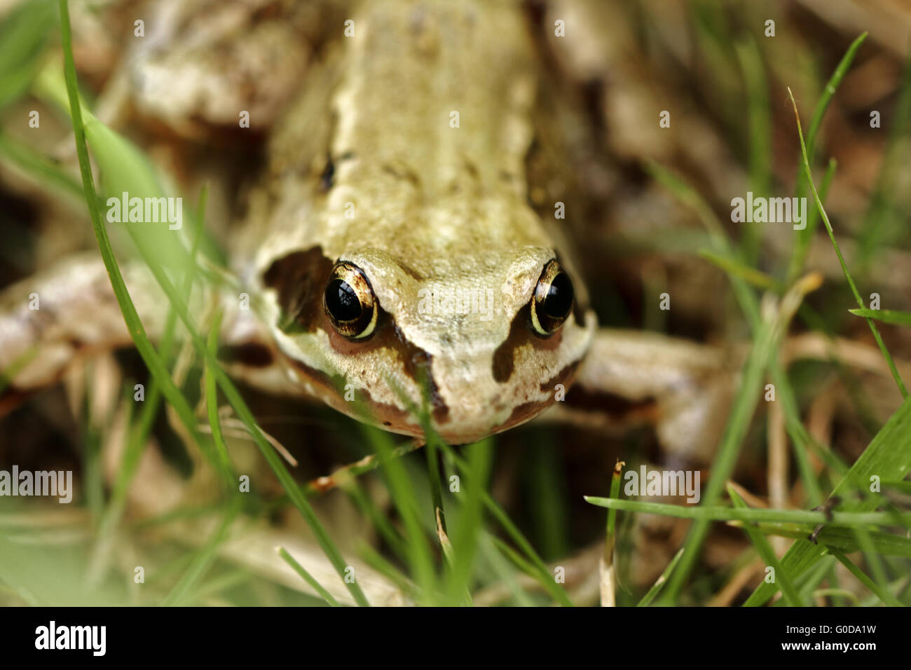 Protected frog hi-res stock photography and images - Alamy