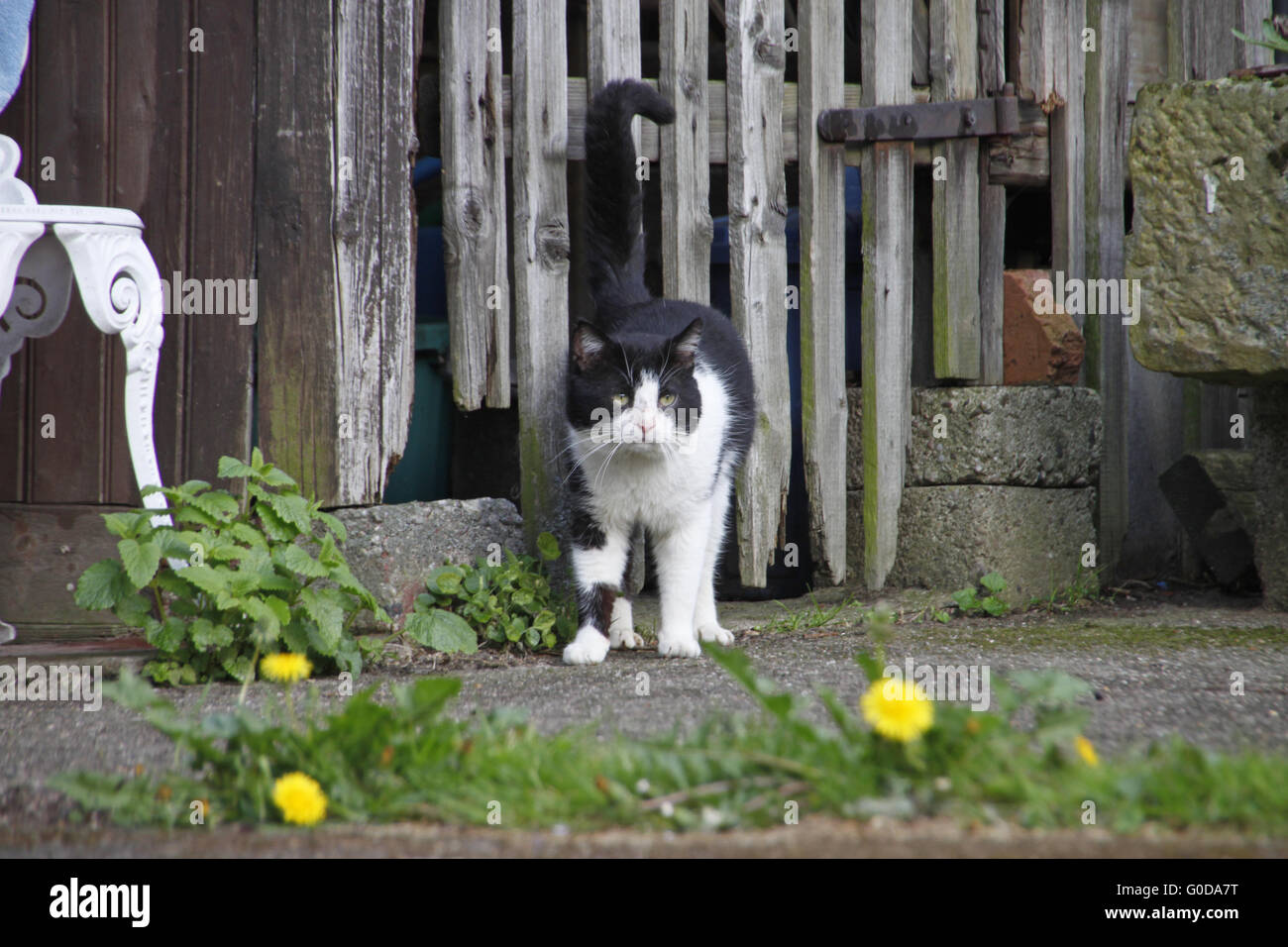 Cat spraying domestic hi-res stock photography and images - Alamy