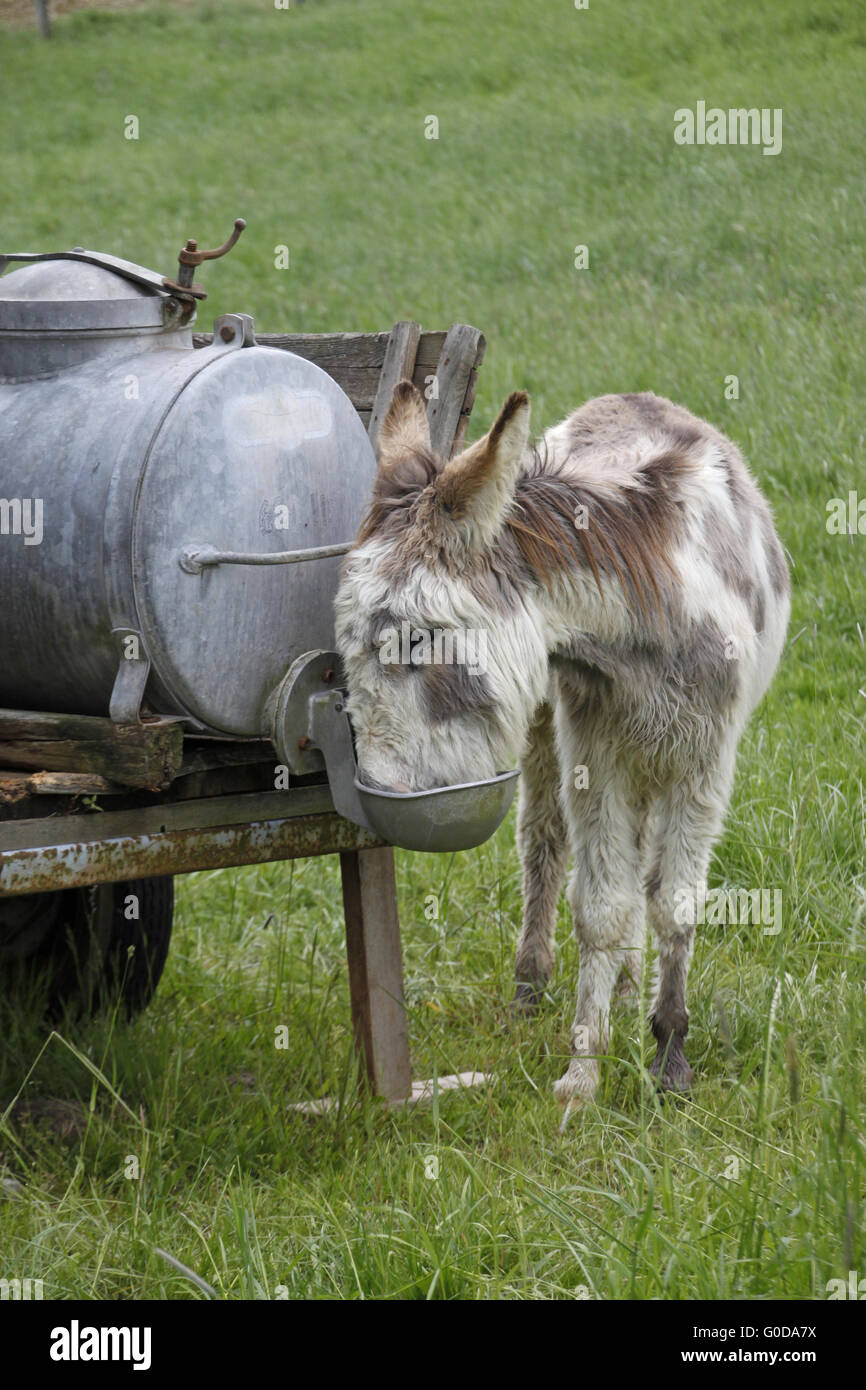Donkey drink hi-res stock photography and images - Alamy