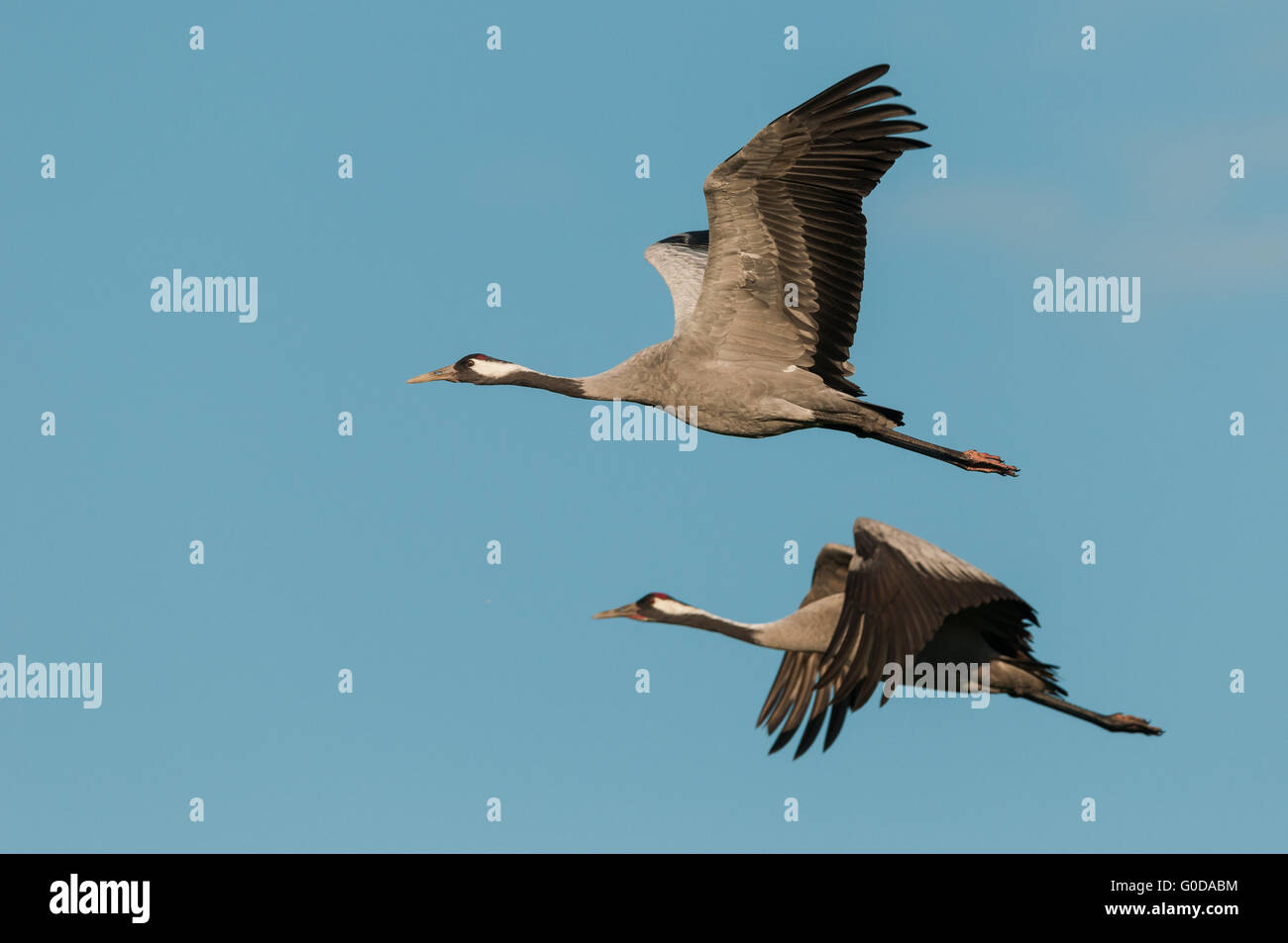 Pair common cranes in hi-res stock photography and images - Alamy