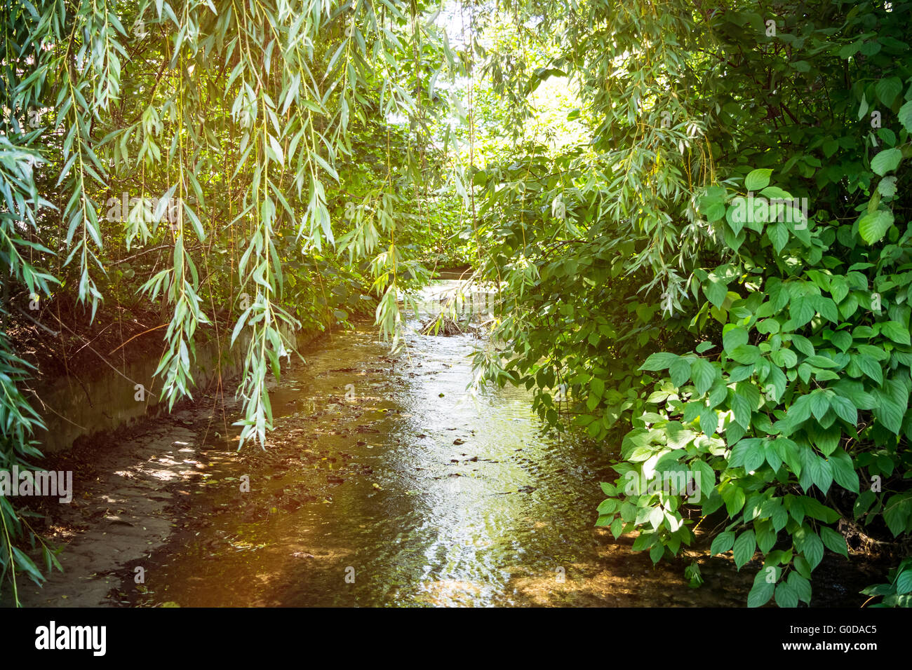 Riverside weeds hi-res stock photography and images - Alamy