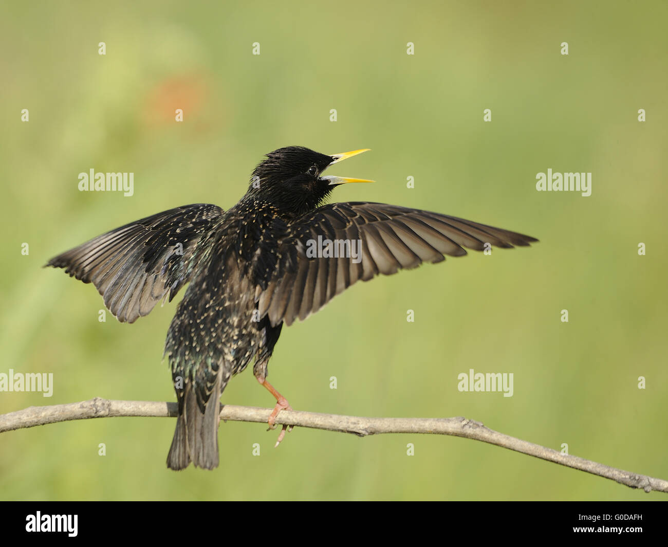 Loud bird hi-res stock photography and images - Alamy