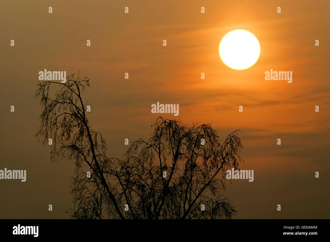 Laf tree hi-res stock photography and images - Alamy