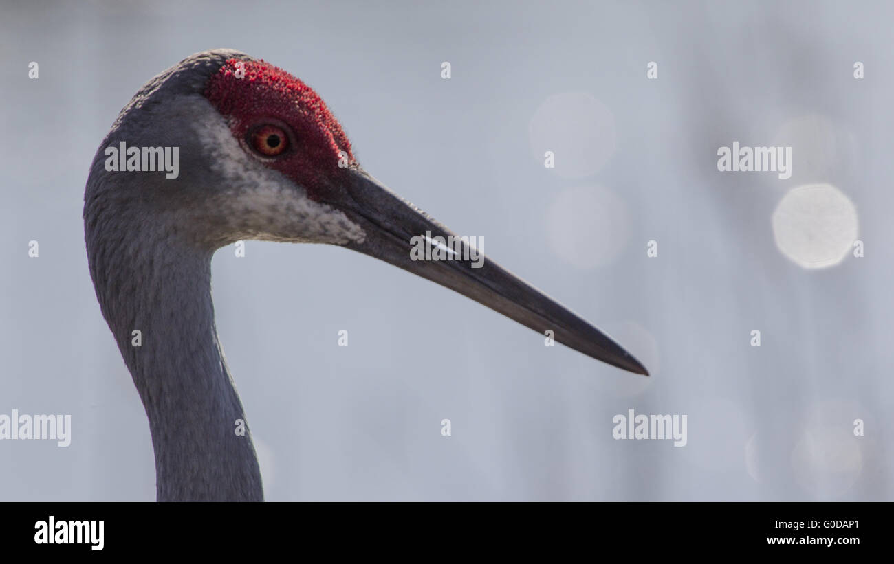Little Brown Cranes High Resolution Stock Photography and Images - Alamy