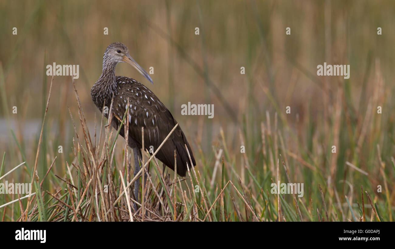 Adult limpkin hi-res stock photography and images - Alamy