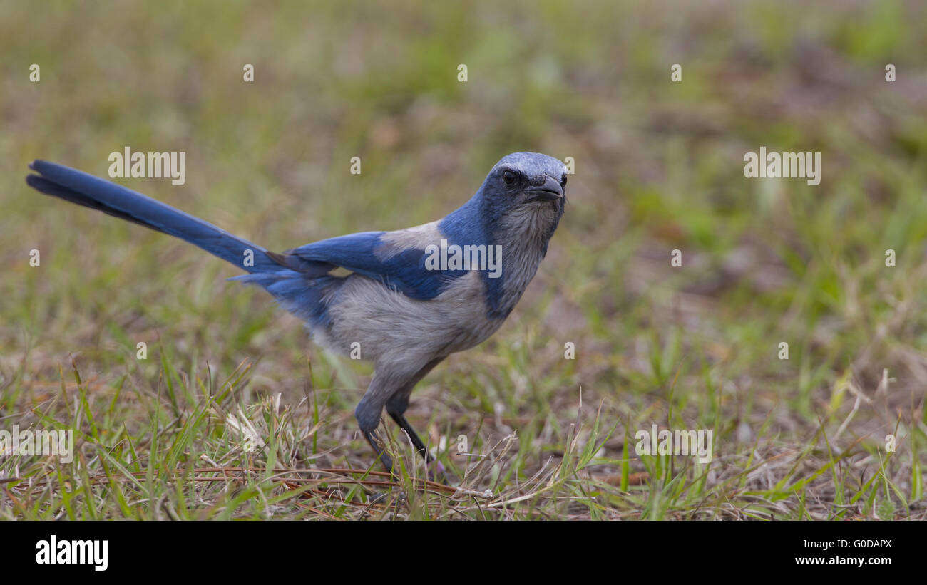 Jays passerine hi-res stock photography and images - Alamy