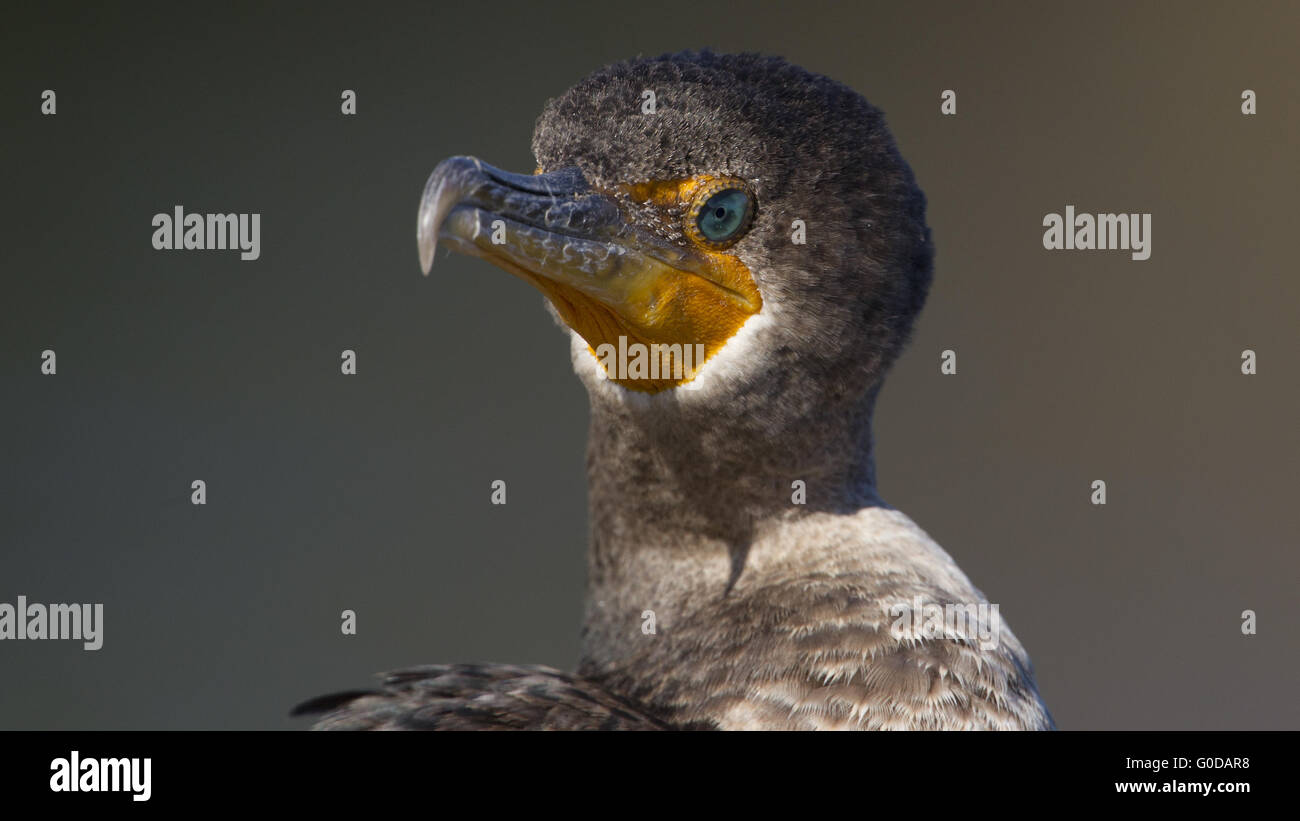 Cormorant phalacrocoracidae hi-res stock photography and images - Alamy