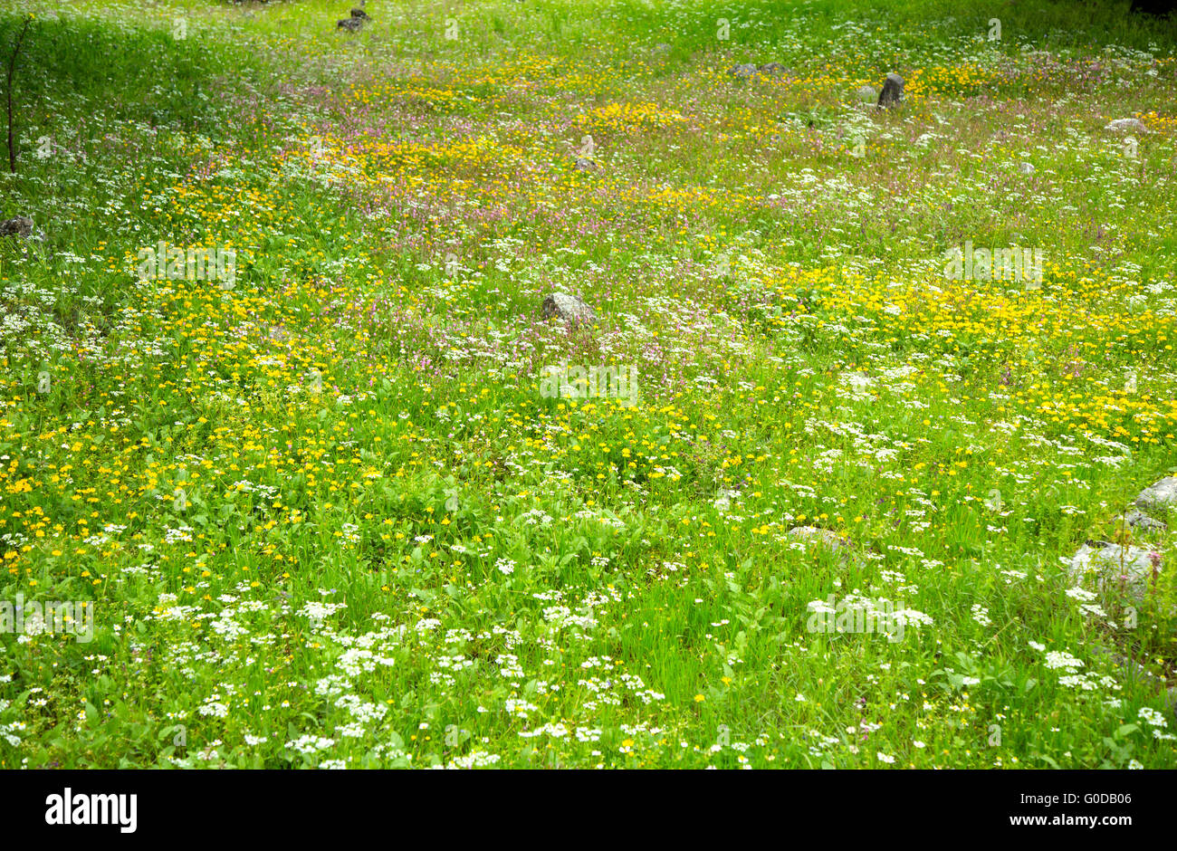 Flower field / meadow in springtime Stock Photo - Alamy