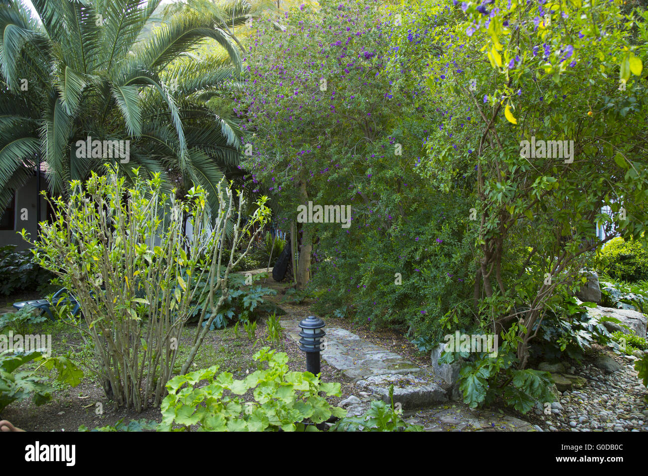 Mediterranean garden with beautiful plants Stock Photo - Alamy