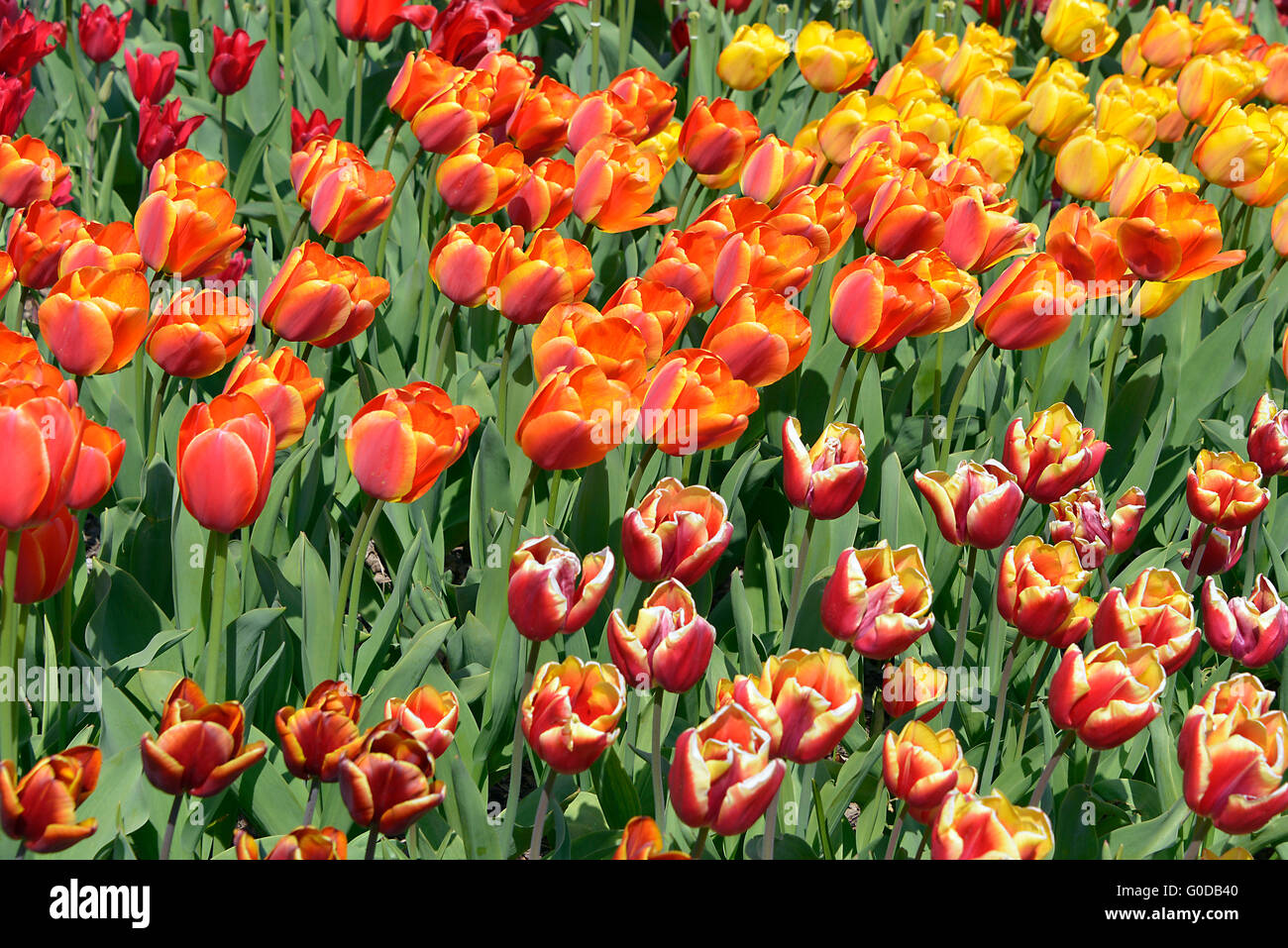 Cultivated of red tulips (Tulipa Stock Photo - Alamy